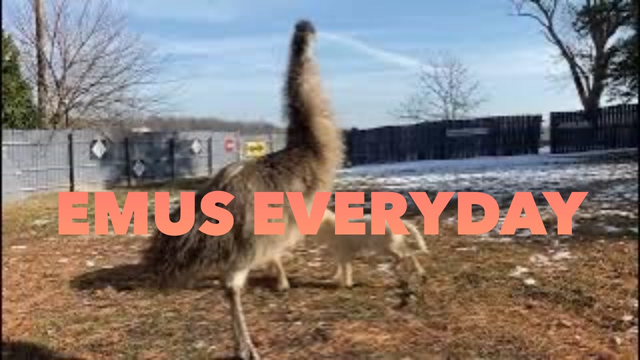 Emu are majestic birds and so fun to watch their everyday antics - YouTube