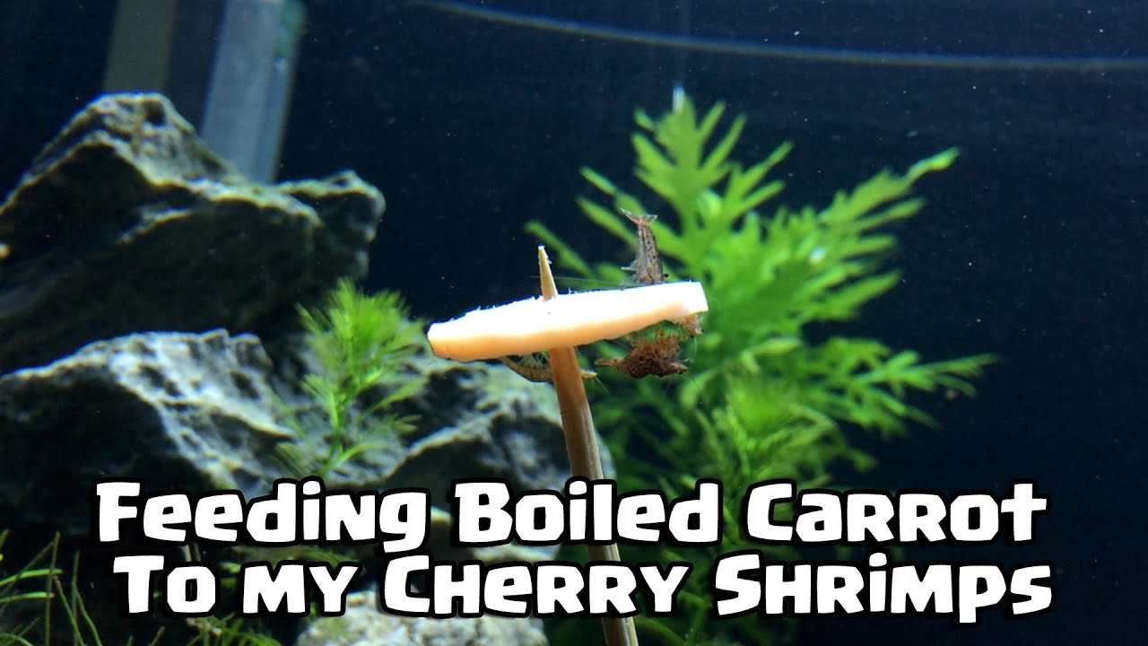 Feeding boiled carrot to my cherry shrimp - YouTube