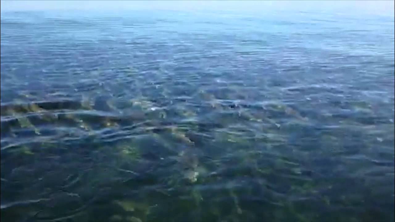 Massive Redfish School - Steinhatchee - YouTube