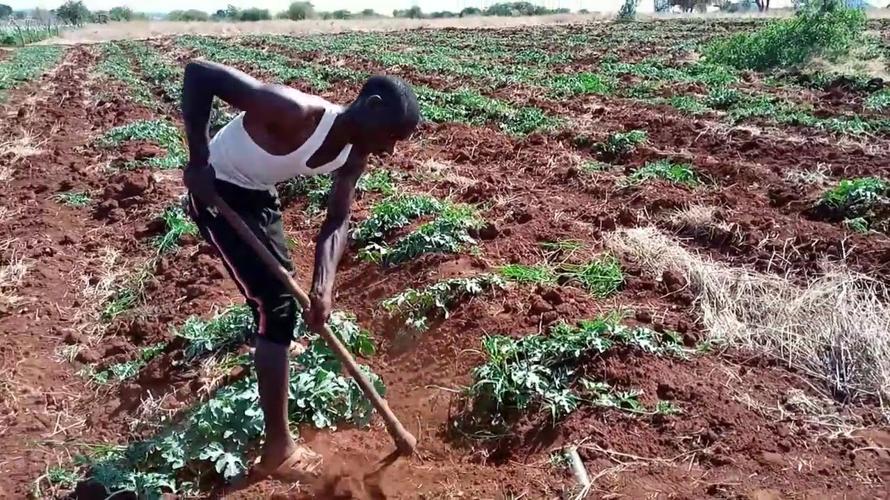 How to control weeds and earthing up of young watermelon 🍉. # ...