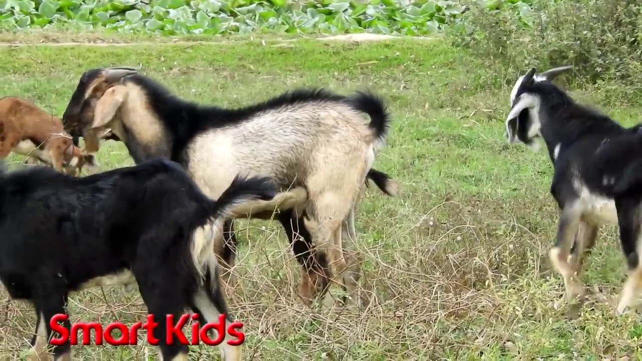 A Biggest Goat Find Successful Five Star Goat Nice Show Funny Video ...