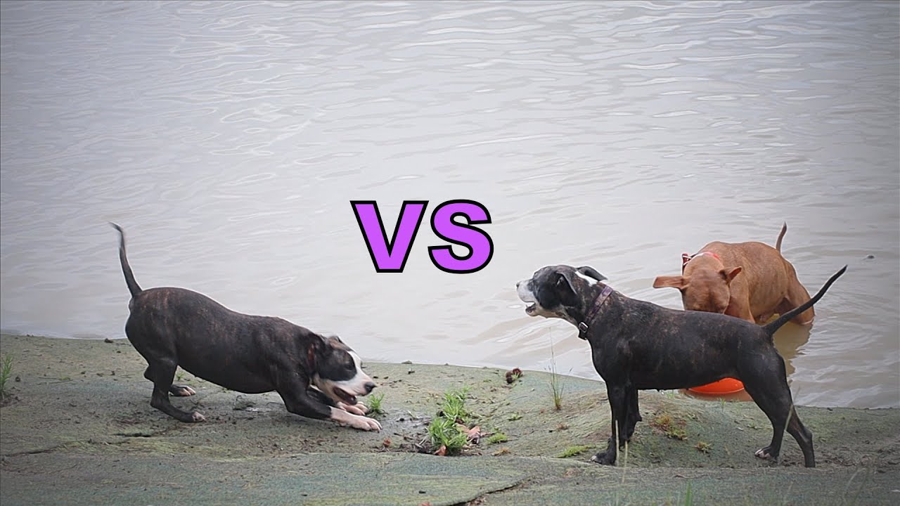 Staffy Sisters Race For Supremacy! #staffy #dog - YouTube