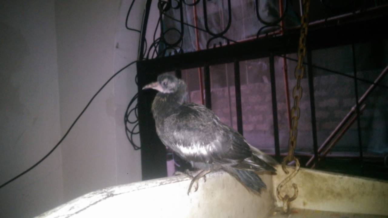 Baby Pigeon Rescue (one week update) - YouTube