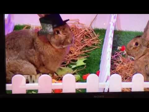 Darius biggest bunny on itv1 - YouTube
