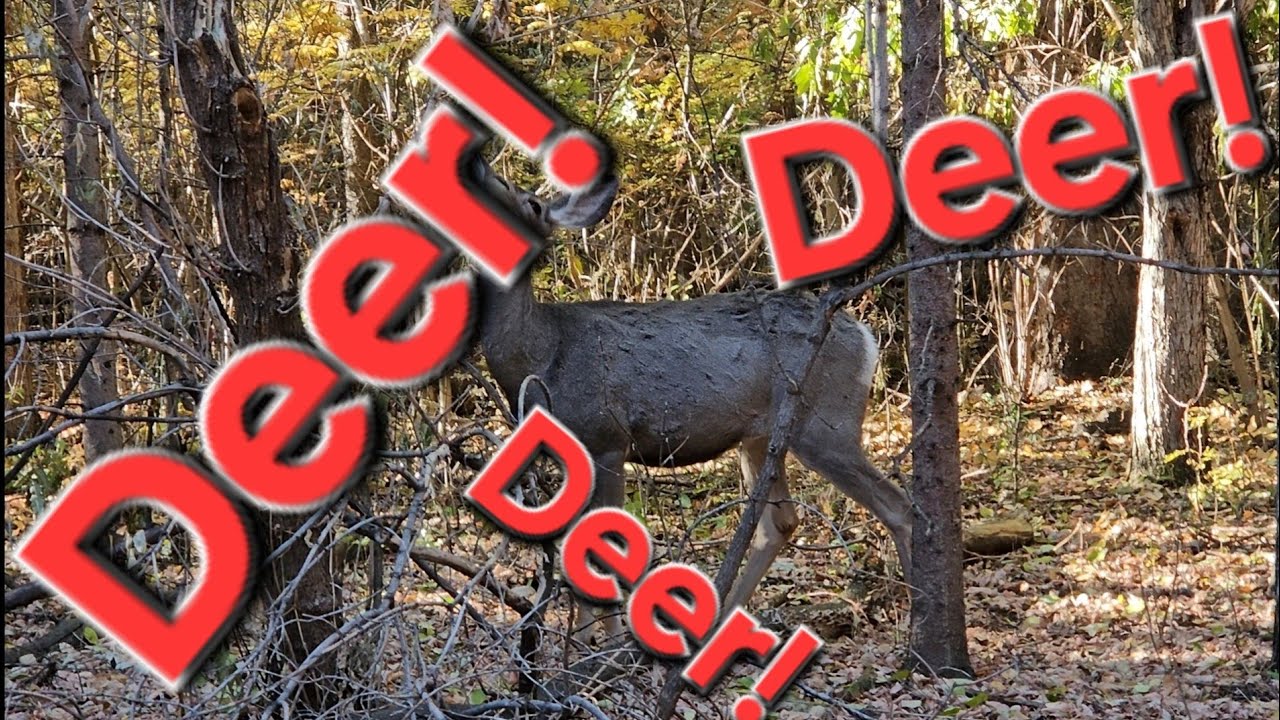Deeeeeeeeeeeeeeer! - YouTube