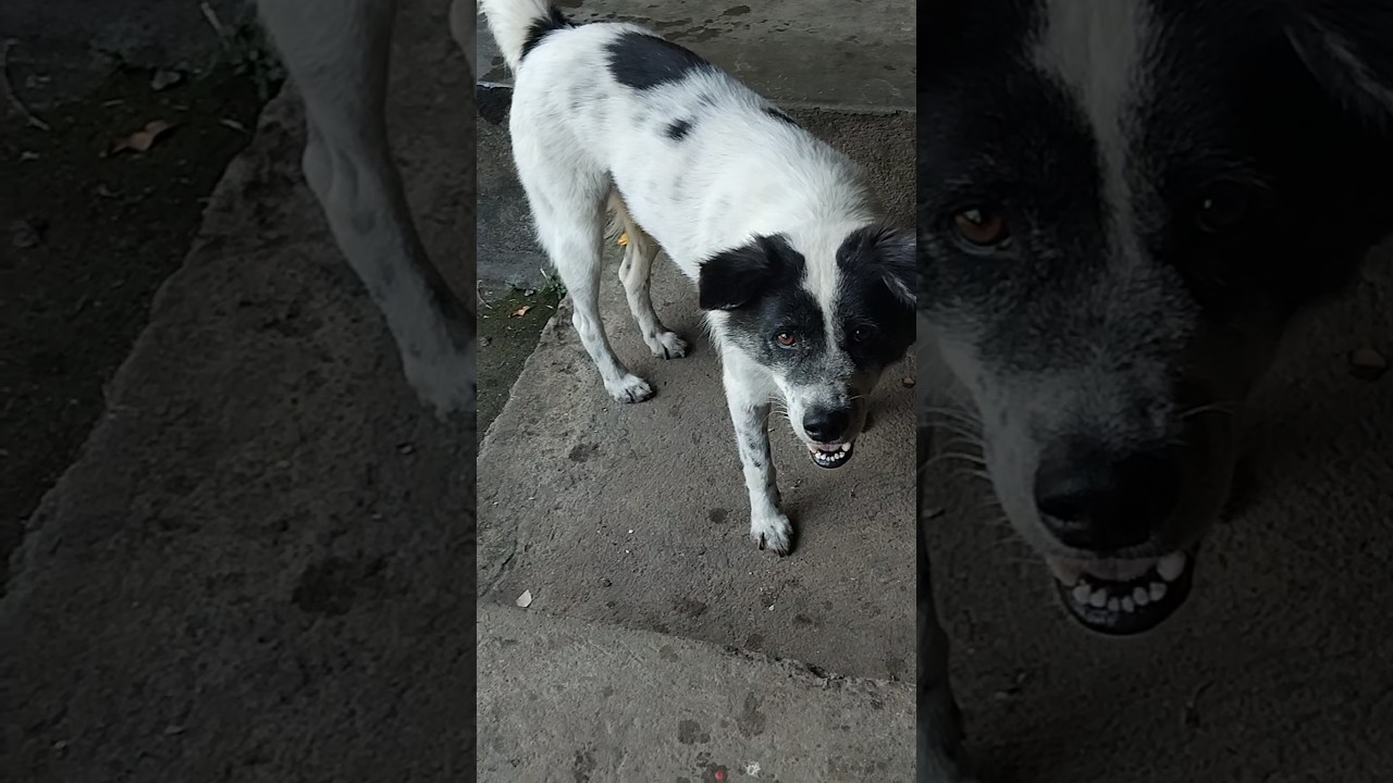ANJING KAMPUNG #animals #anjingkintamani #anjingterlatih # ...