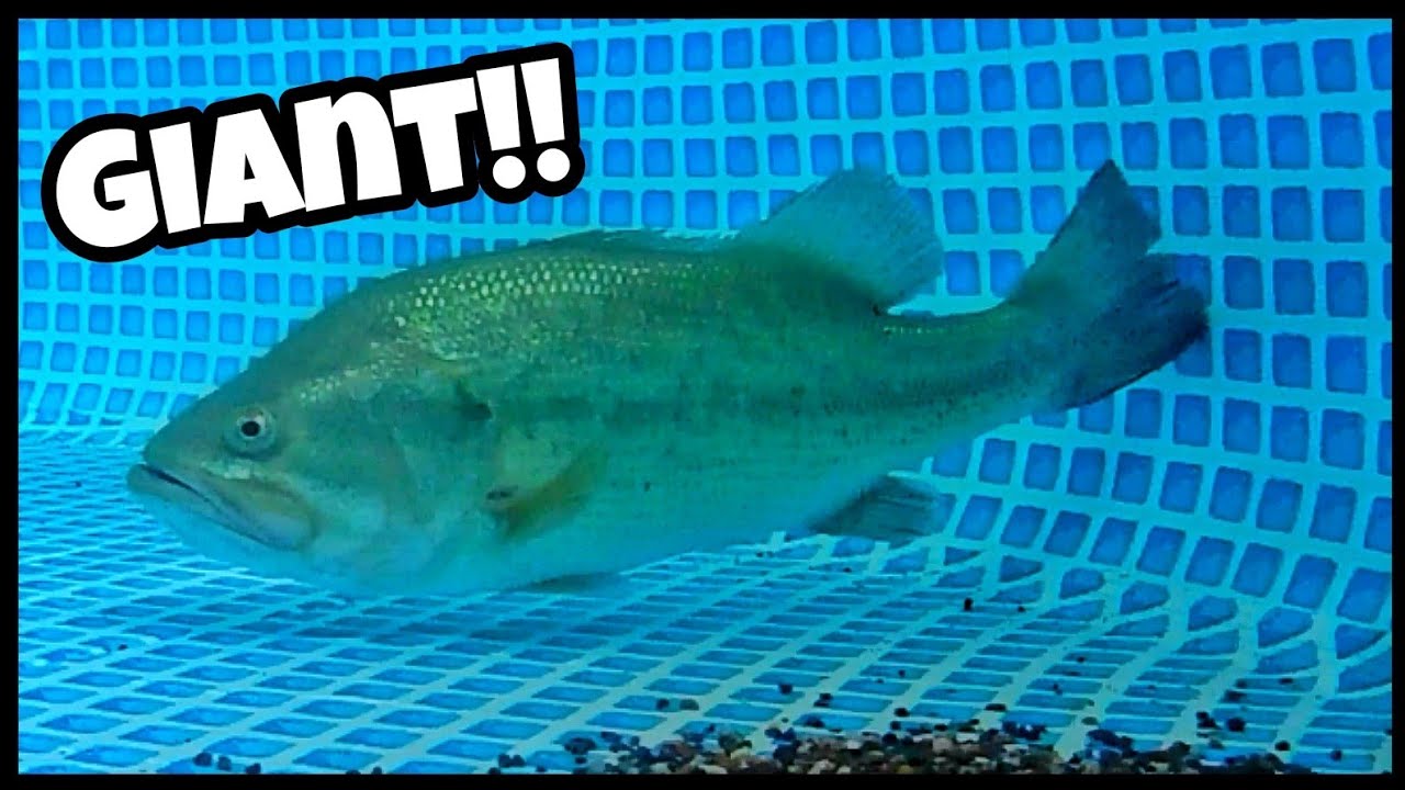 New Pet Bass For Indoor Pool Pond! - YouTube