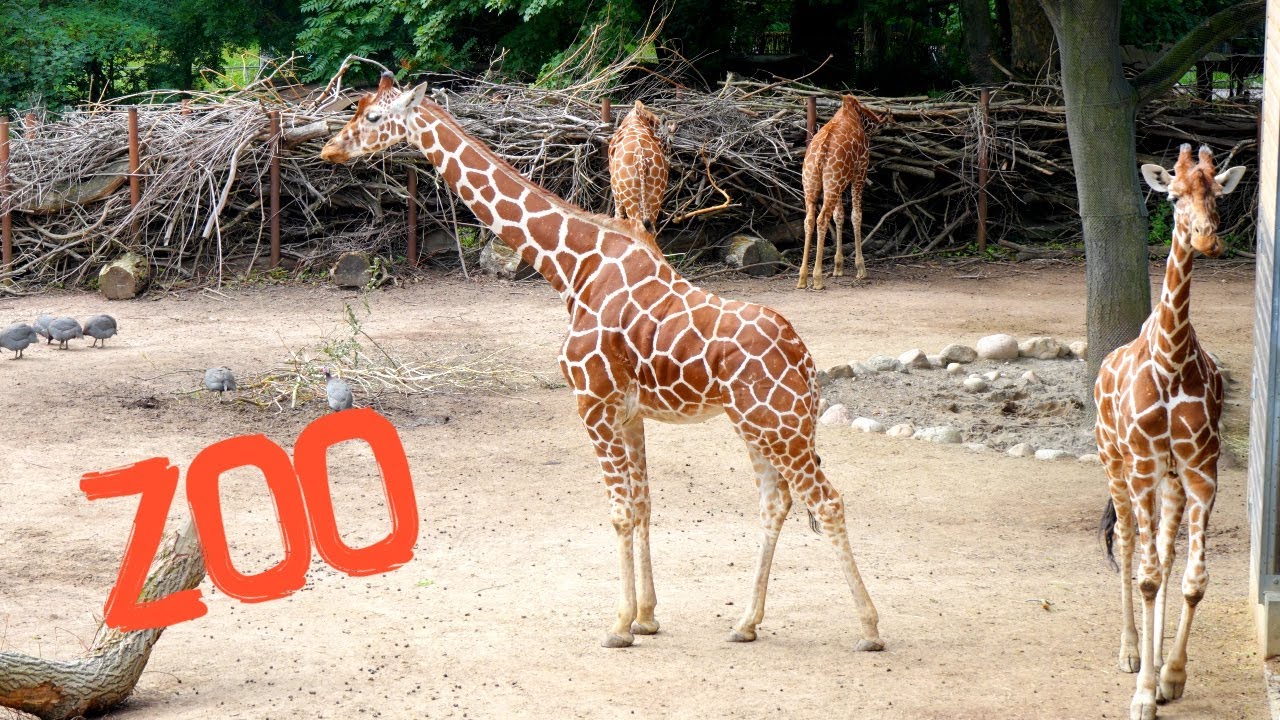 Going to the ZOO with Maya and Filip - YouTube