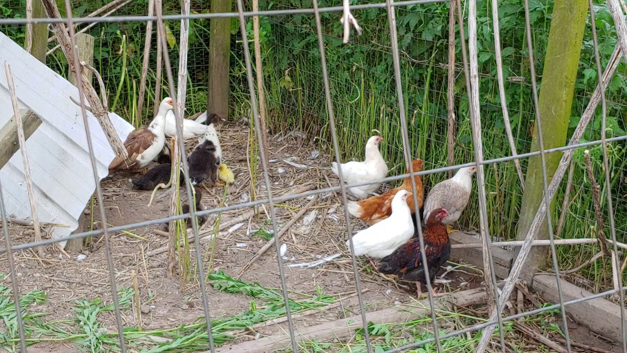 Update on the Growing Pen. - YouTube