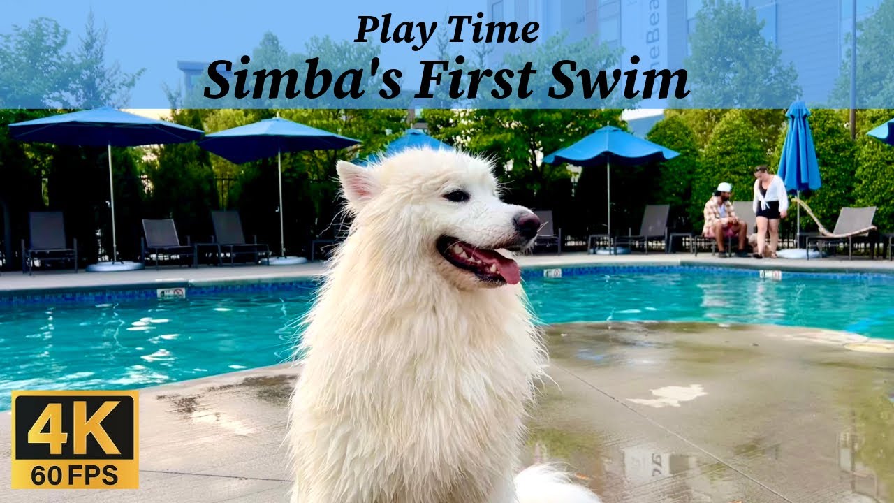 Simba the Samoyed’s First Swim at the Dog Pool Party - YouTube