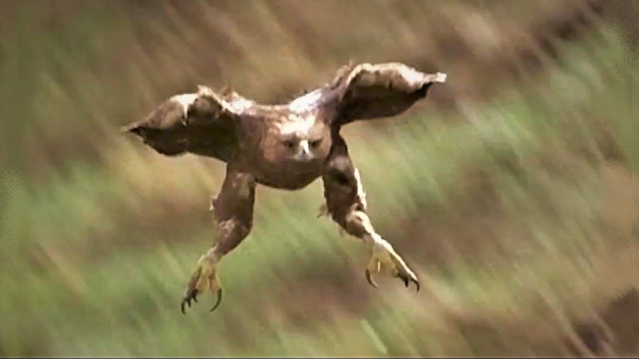 Master of the Sky : Eagle's Deadly Strikes on Prey #eagle - YouTube