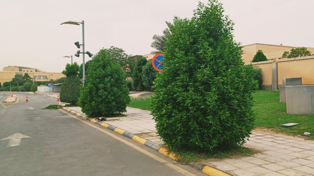 Amazing transformation of trees! Watch and Enjoy #support - YouTube