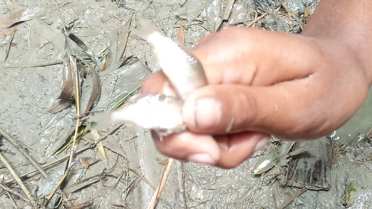 বিলে মাছ ধরার দৃশ্য। Rj fishing giri - YouTube