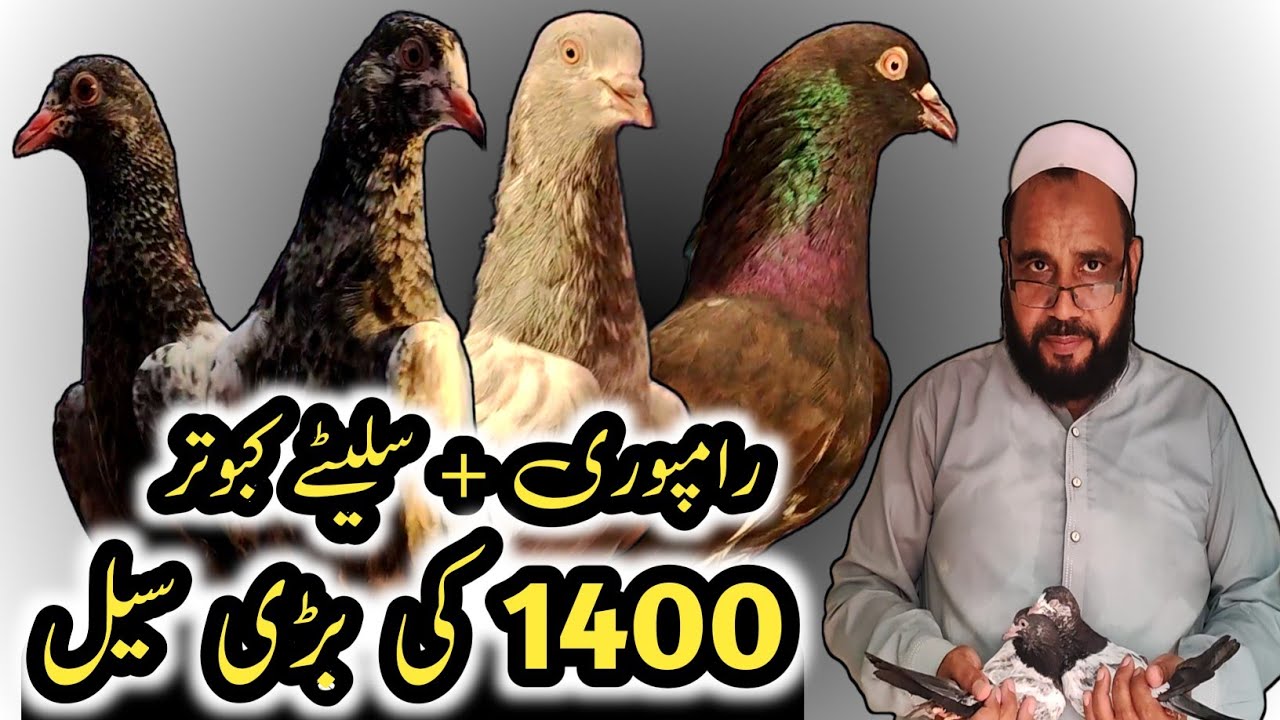 1400 Ki Deal || Salety Kabootar 💯 || Zaak Kabootar || Rampuri Kabootar ...