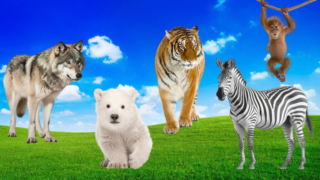 Animal Sounds,Funny Animal Sounds - Wolf,Polar Bear,Tiger,Zebra ...