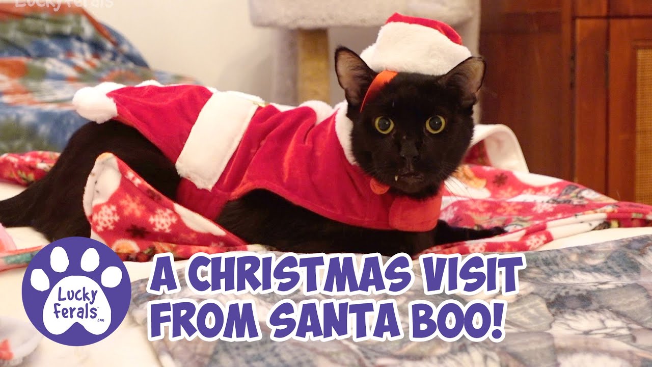 A Christmas Visit From Santa Boo! 🎄 Christmas Cats In Costumes - YouTube