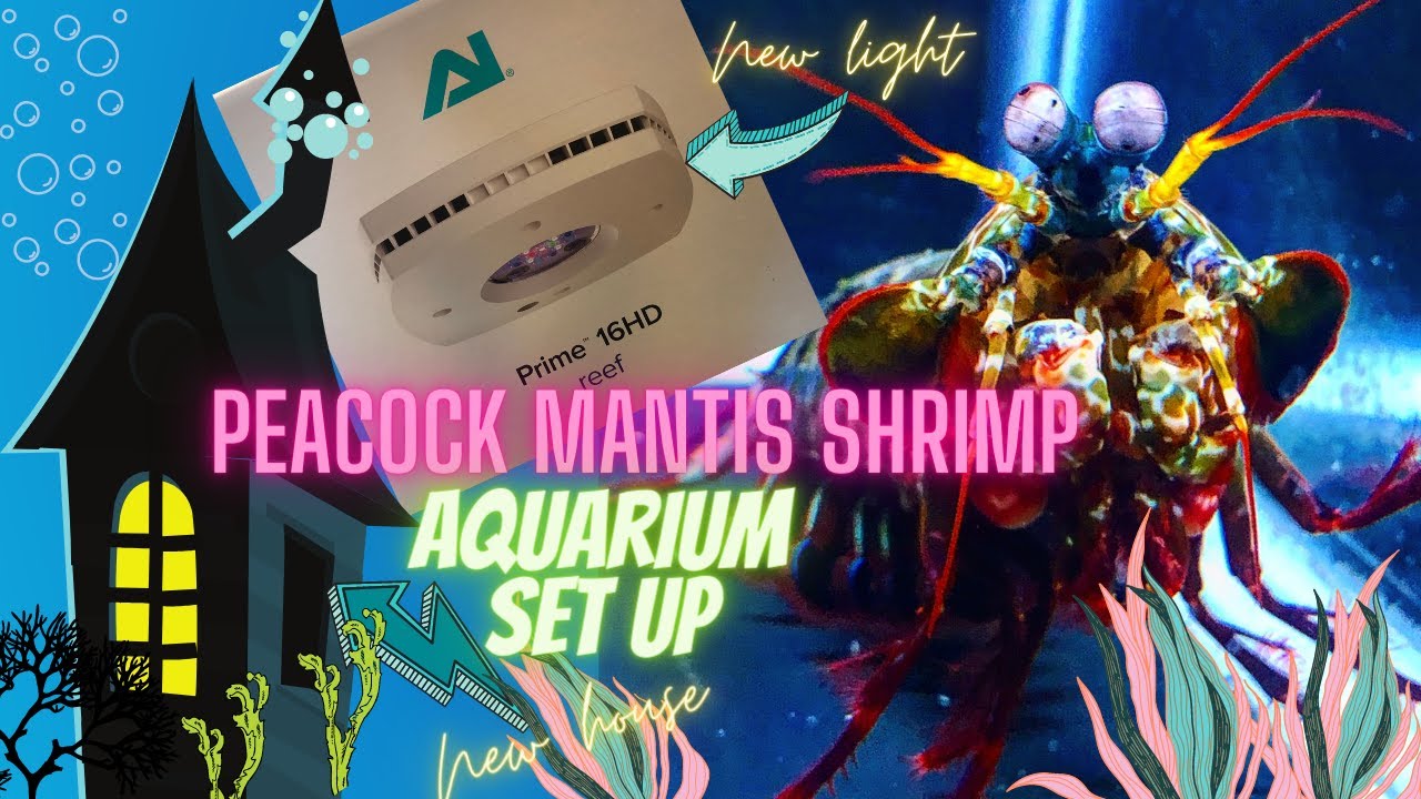 peacock mantis shrimp tank set up #mantisshrimp #setup - YouTube