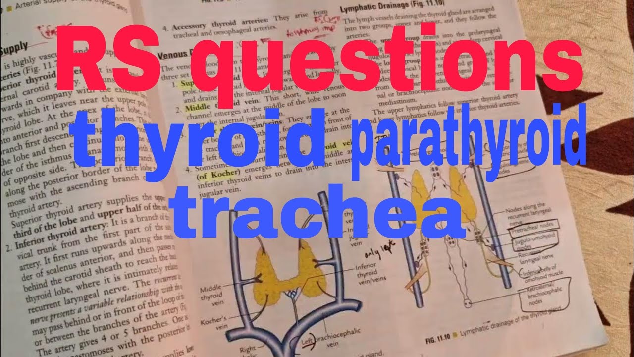 Rs questions frm thyroid parathyroid trachea and oesophagus anatomy ...