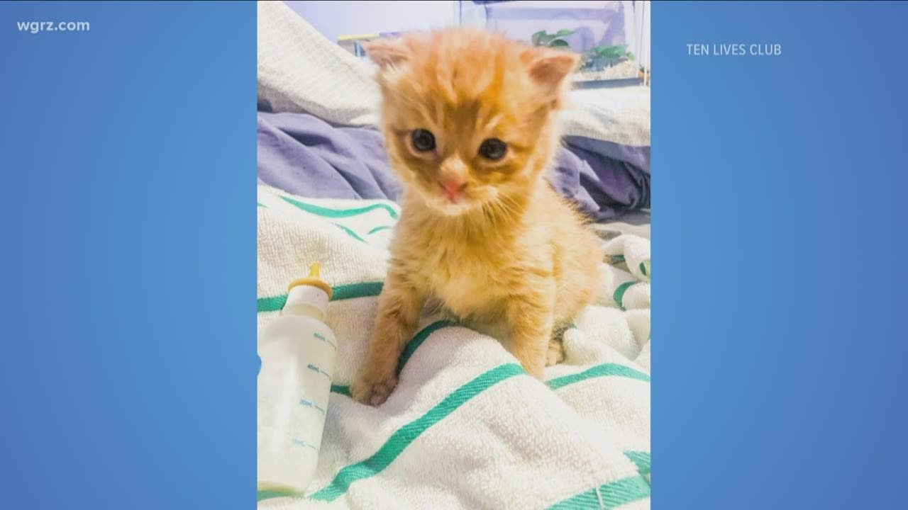 Ten Lives Club saves kitten - YouTube
