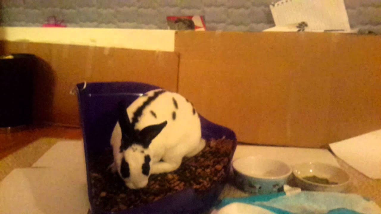 How to setup a rabbit (cage) X - pen , C&C - YouTube