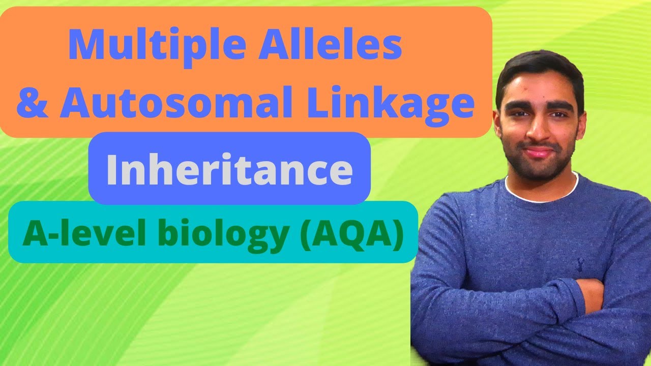 Multiple Alleles, Autosomal Linkage - A-level Biology - YouTube