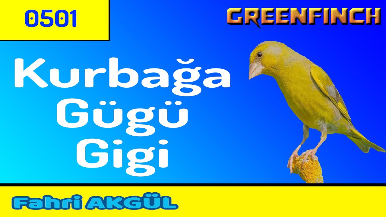 Greenfinch Song 501 - Kurbağa Makarası, Gügü Makarası, Gigi Makarası ...