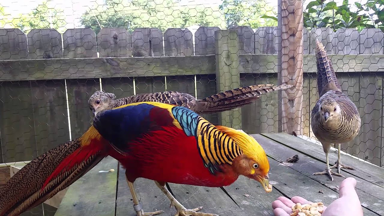 My Red Golden Pheasants come when called... - YouTube