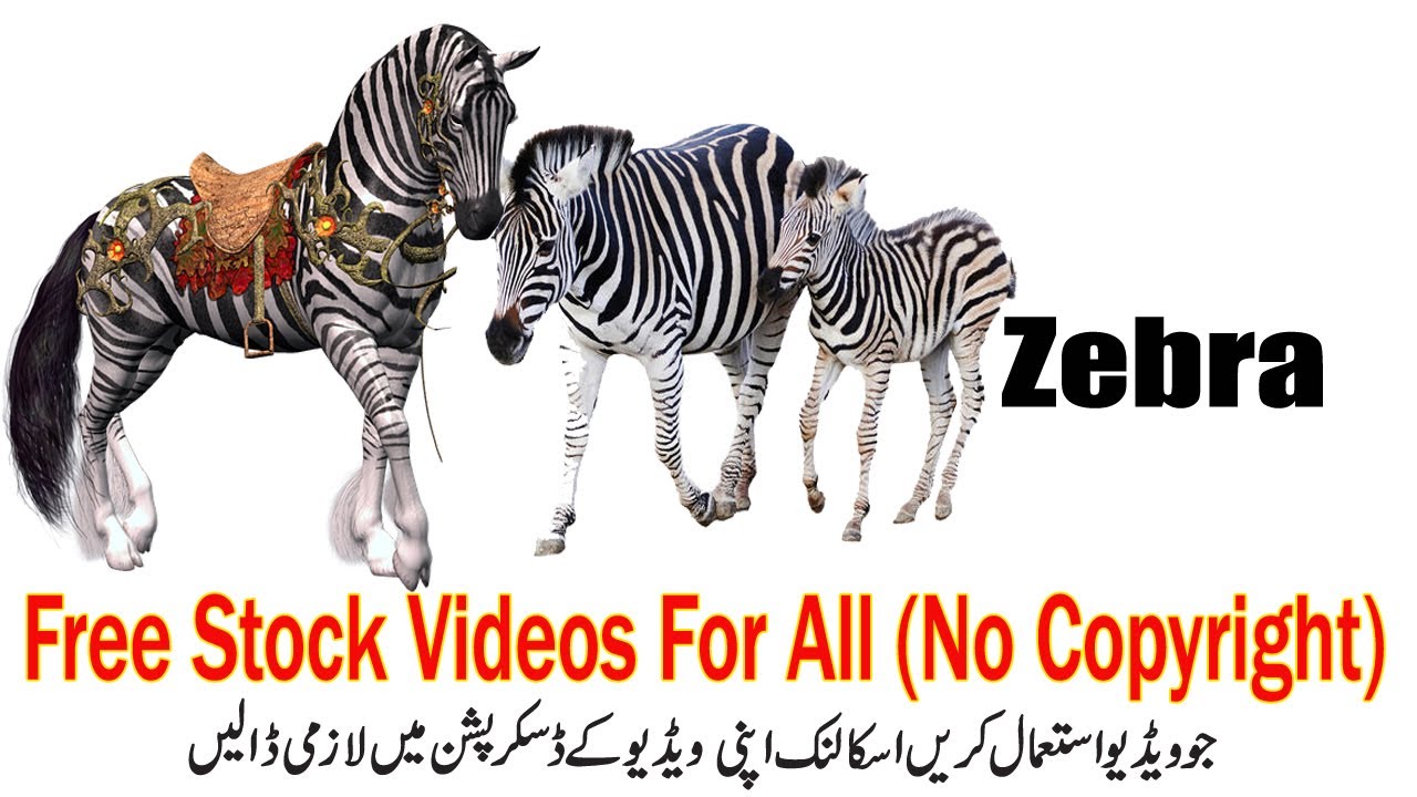 Zebra | Animal videos | Wild life videos | Copyright free videos | No ...
