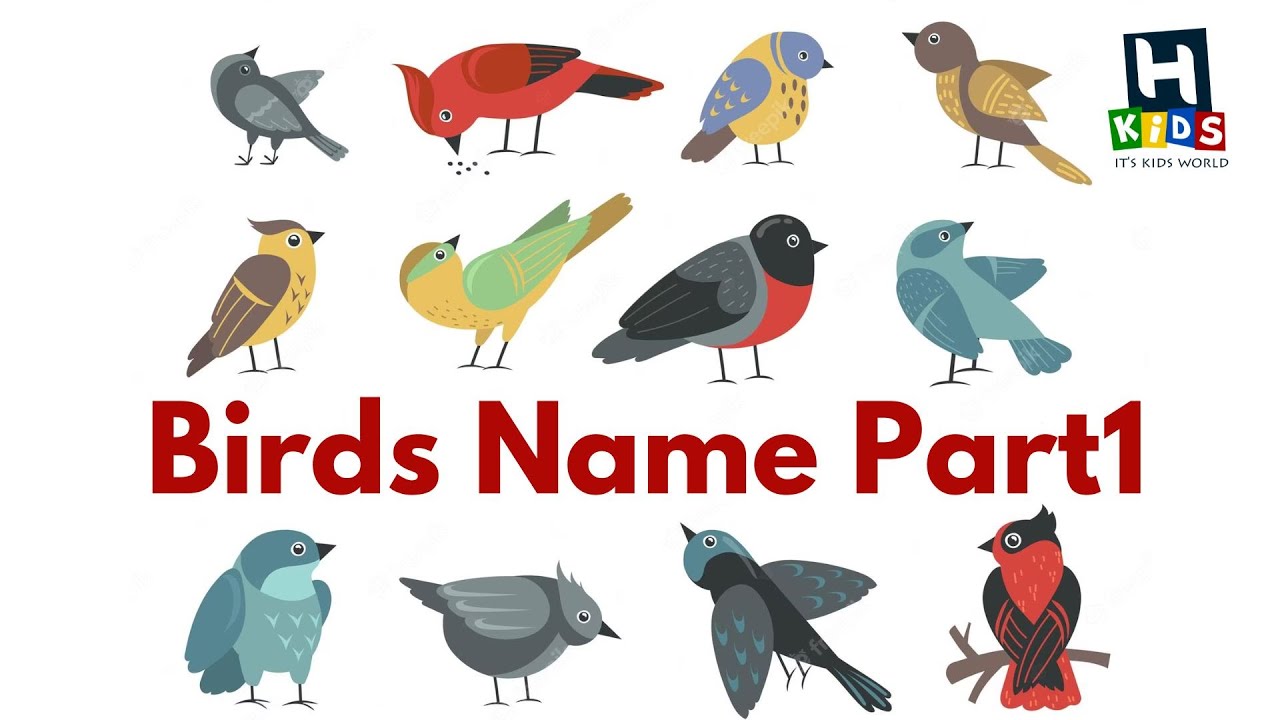Birds Name Part1| Birds Name in English | Basic English Learning ...