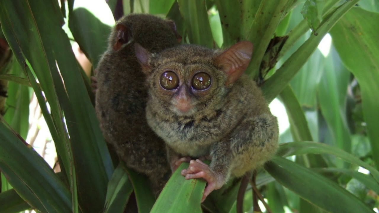 Tarsier Spectre - YouTube