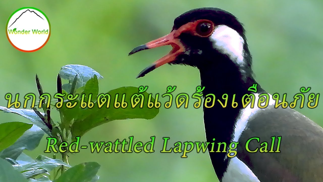 เสียงร้องของนกกระแตแต้แว้ด (Red-wattled Lapwing Call) - YouTube