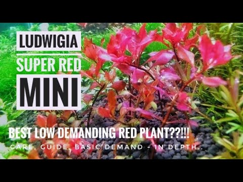 Ludwigia sp. Mini super red plant || sp. Mini super red || care.. Guide ...