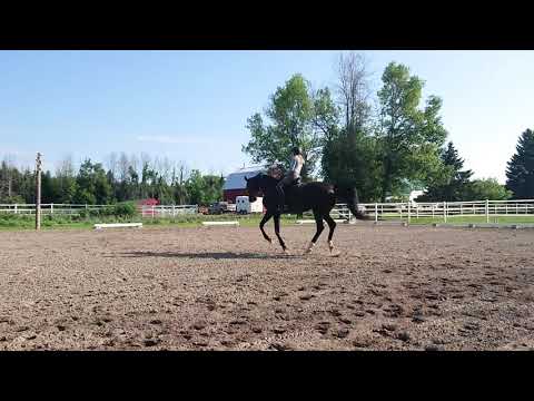 Harmonia SR - 8 year old DHH mare. First attempt at flying change. July, 2020
