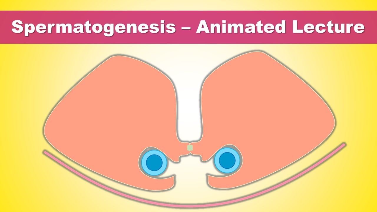 Spermatogenesis (Gametogenesis) - Concept of Stem cells & Blood Testis ...