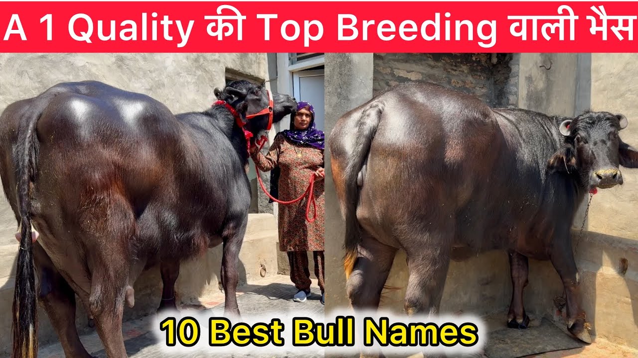 A 1 Quality की Top Breeding वाली भैस || 10 Best Proginy Tested Bull ...