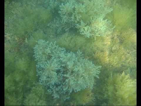 Snorkeling in Kimmeridge Bay Dorset and Manowar Reef (East of Durdle ...