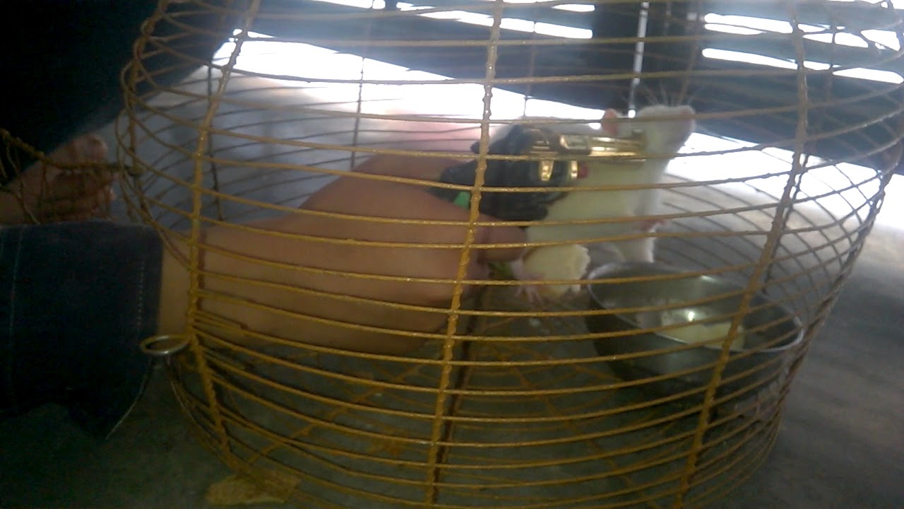 Torture to mouse - YouTube