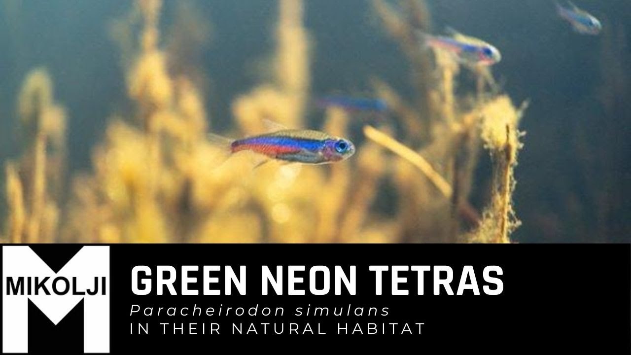 Neon tetras, Paracheirodon simulans in their natural habitat - YouTube