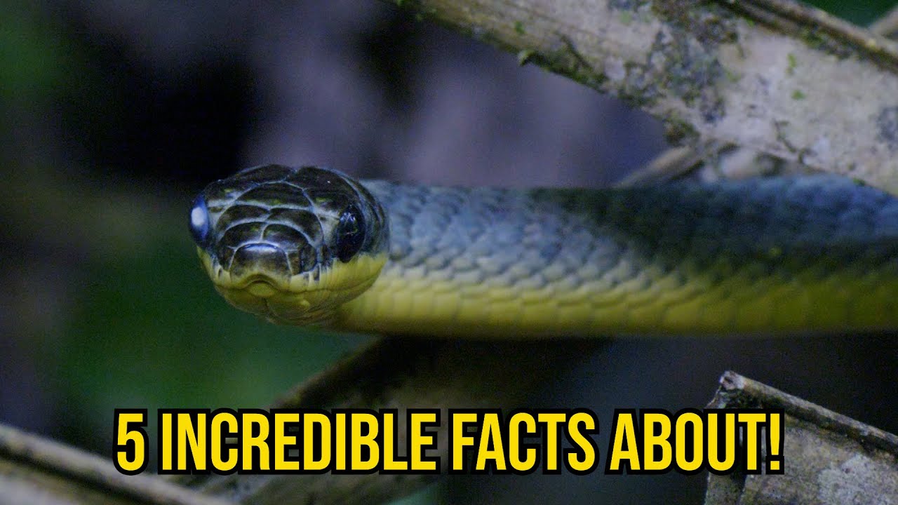 Neotropical Bird-Eating Snake | 5 INCREDIBLE FACTS about the Phrynonax ...