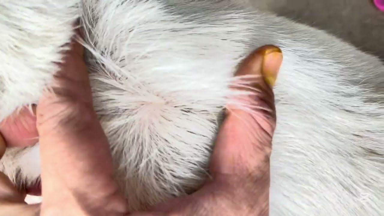 Lice dog #dog #licedog #lice - YouTube
