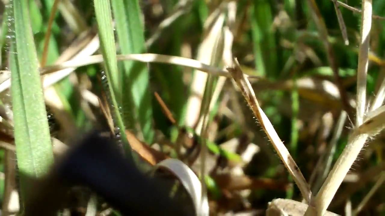 The Grasshopper Song - YouTube