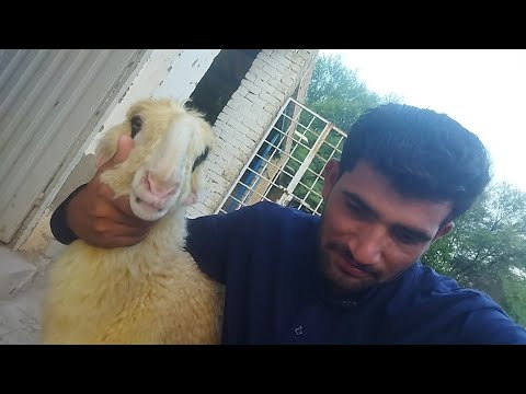Ducky bhai's shepo is here🐏🐏!|ڈکی کا شیپو یہاں ہے🐏🐏 - YouTube