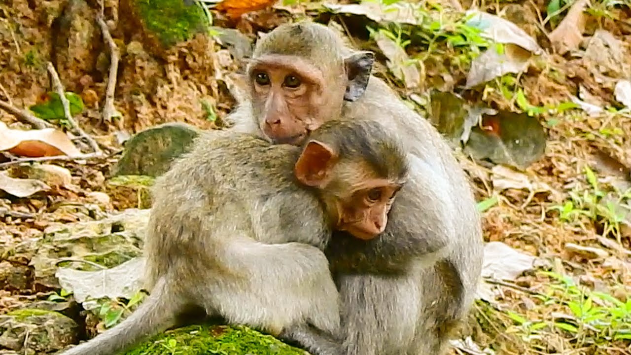 OMG.. Big Jinx Monkey Wanto Feed Jasper Monkey But Her Milk is Not Yet ...