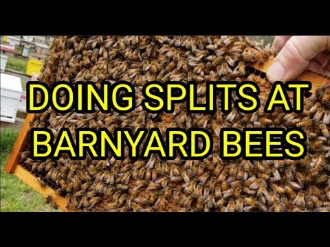 Doing Splits At Barnyard Bees Here's How - YouTube