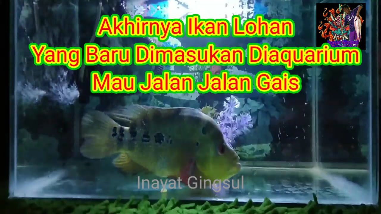 Ikan Lohan Hasil Mancing #ikan #mancing #strike #fishing #louhan # ...