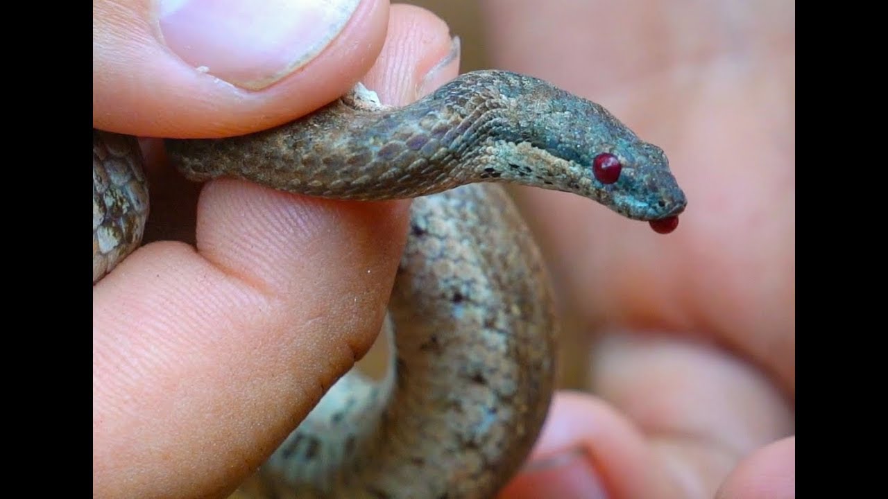 Autohaemorrhaging in a Bahamian Thunder Snake - YouTube