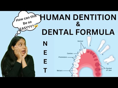 Human Dentition 🦷& DENTAL FORMULA // Thecodont / diphyodont/ heterodont ...