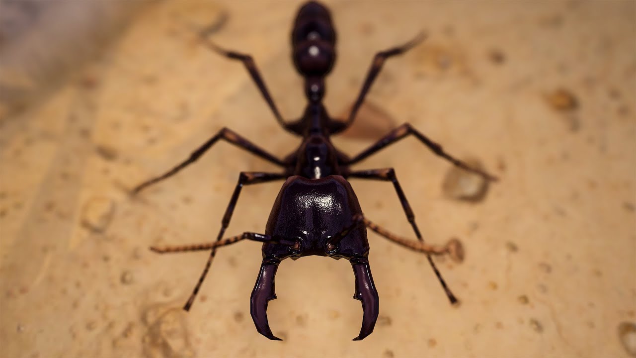 Driver Ants - YouTube