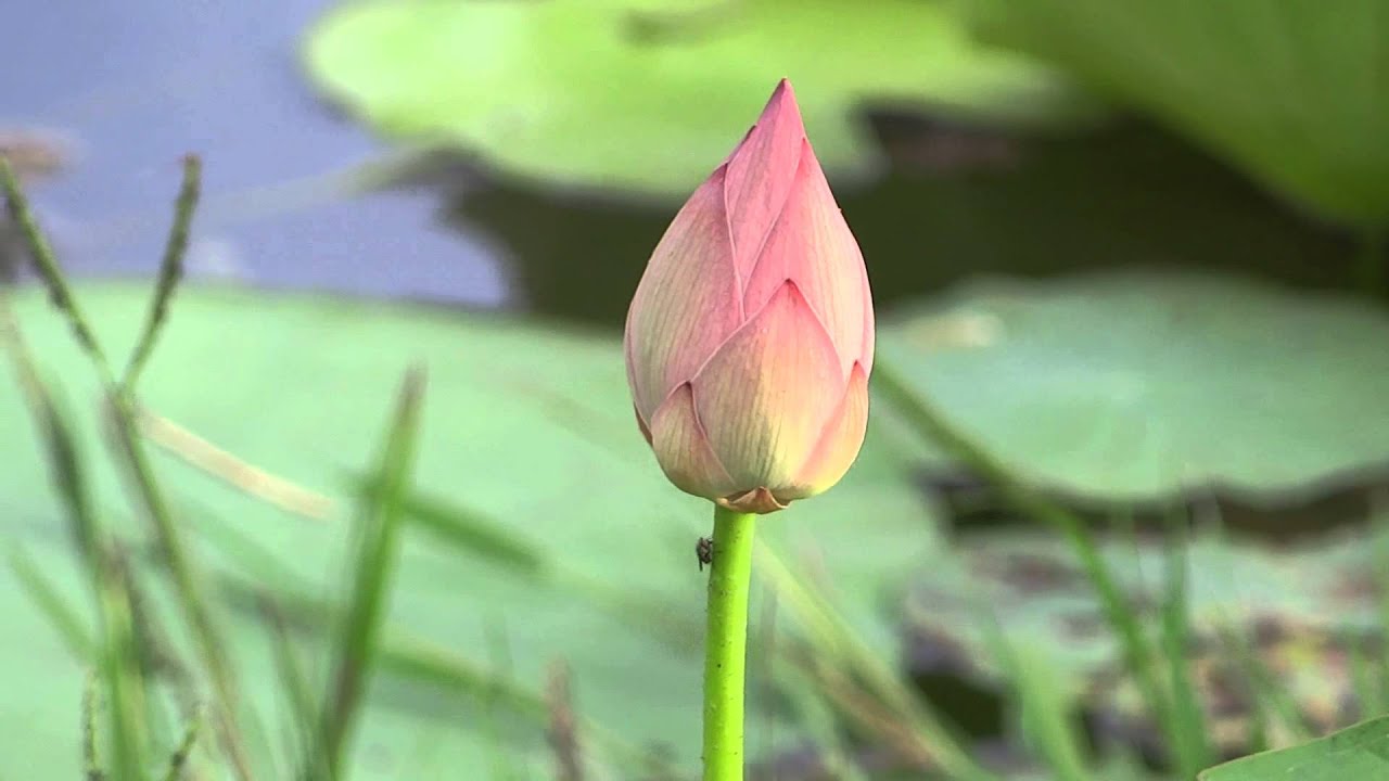 Nelumbo nucifera or Indian lotus - Nelumbonaceae - YouTube