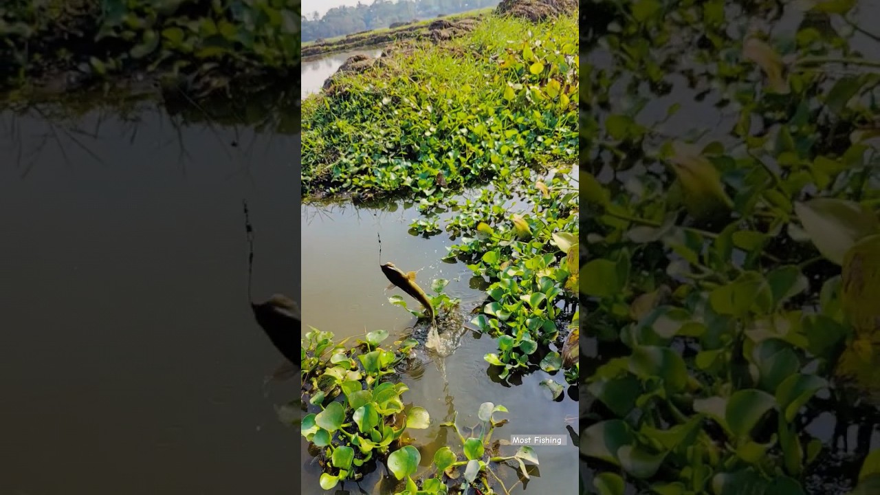 Best Hook Fishing 😍 Traditional Hook Fishing Rural BD,, #amazing ...